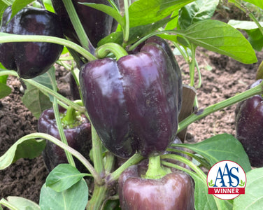 Dragonfly Hybrid Pepper Seeds — Seeds 'n Such