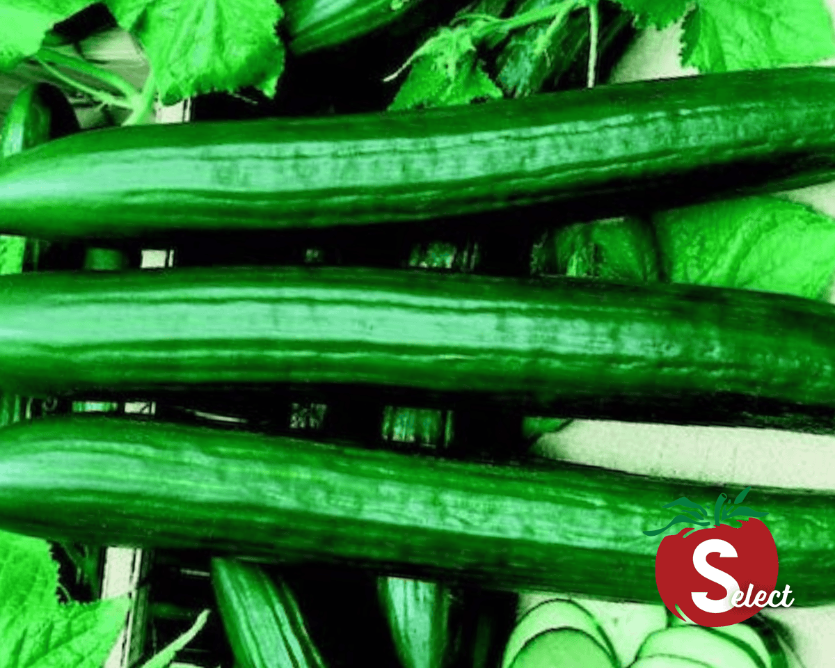 Bulk: English Sweet Long Slim Hybrid Cucumber Seeds — Seeds 'n Such