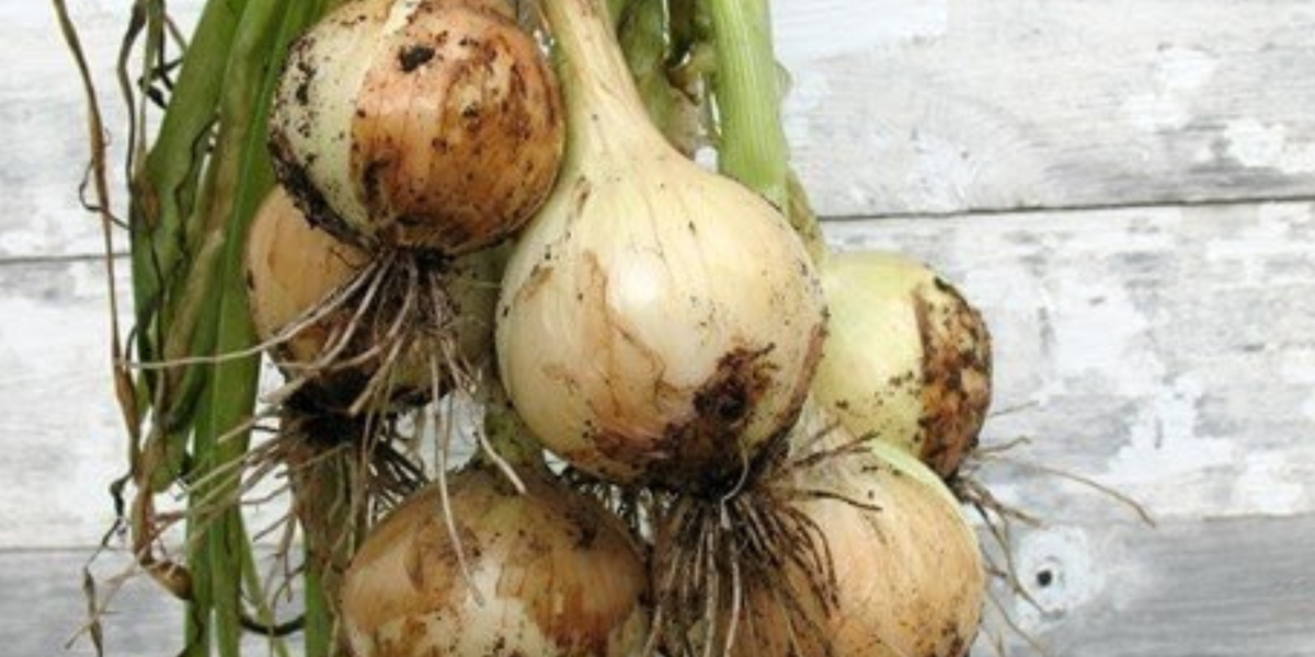 Texas 1015Y Supersweet Onion Plants — Seeds 'n Such