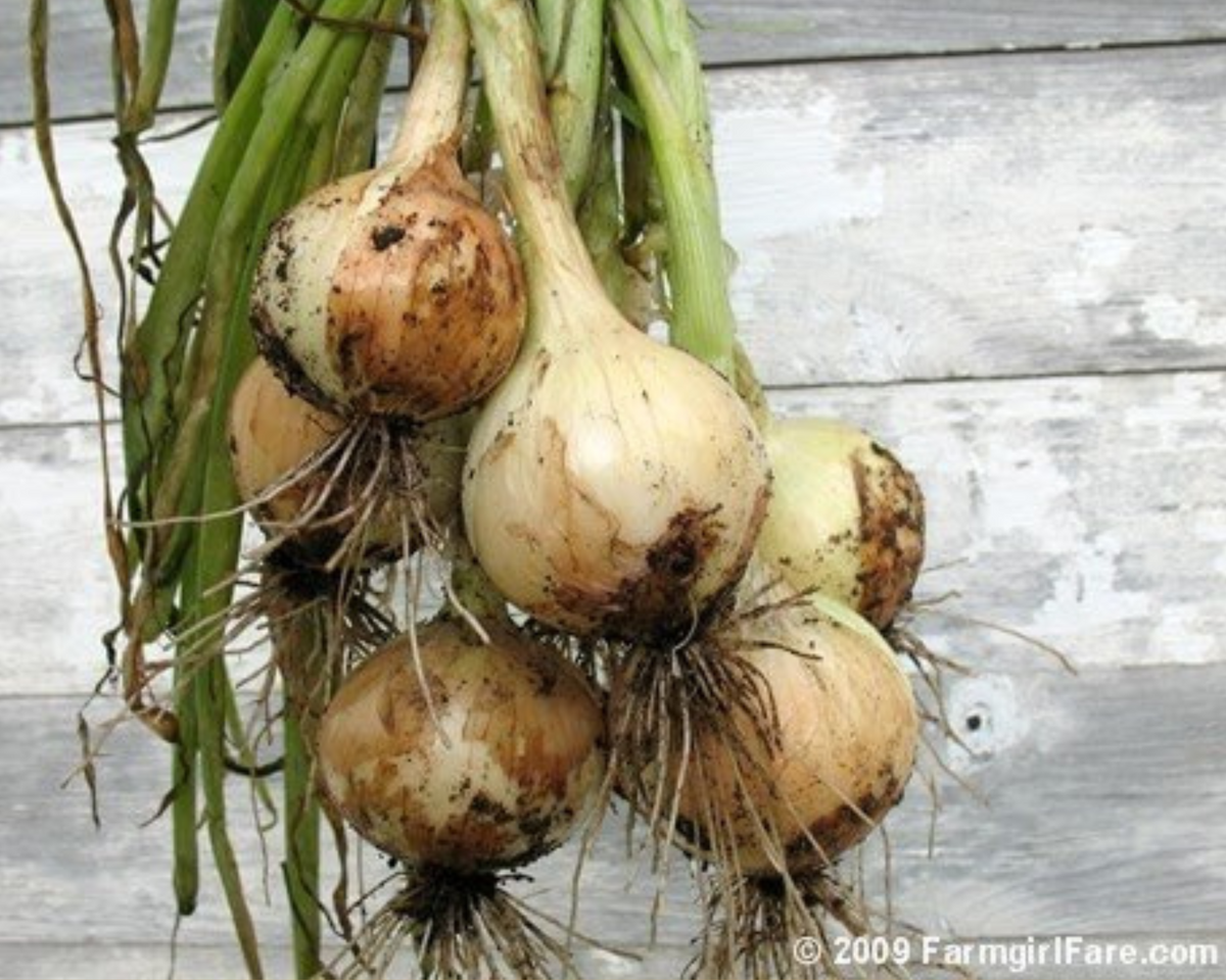 Texas 1015Y Supersweet Onion Plants — Seeds 'n Such