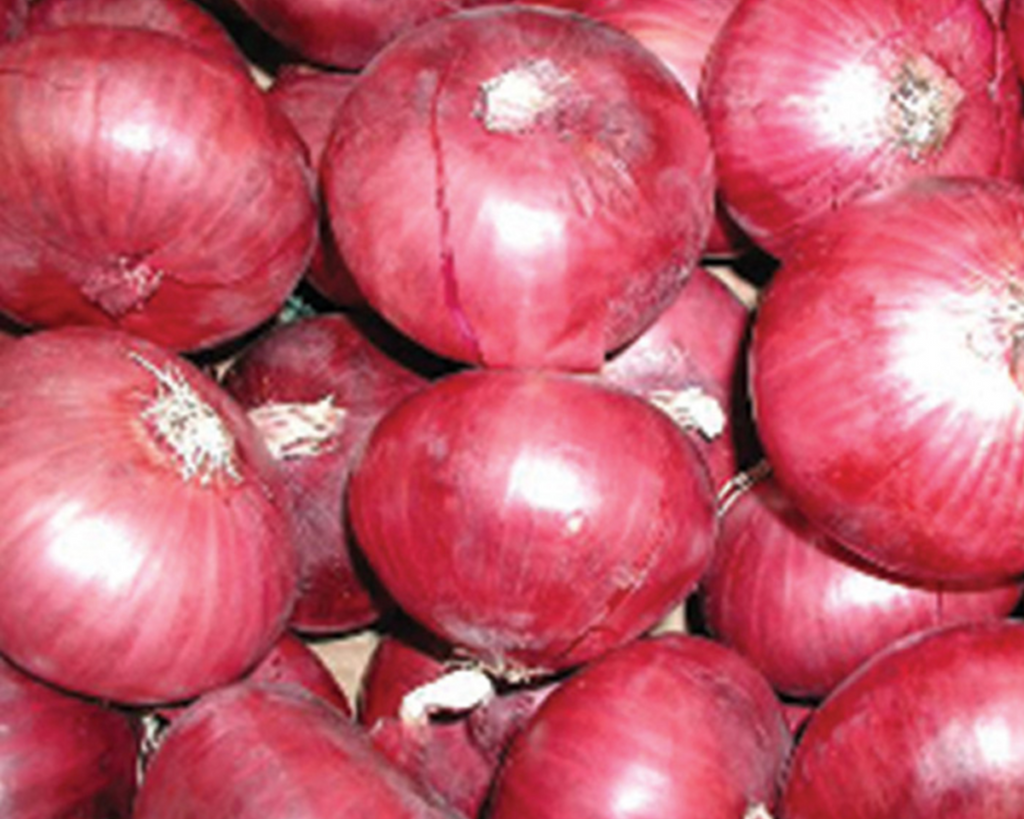 Buy Onion Plants - Ready-to-Grow Sets for Big Harvests — Seeds 'n Such