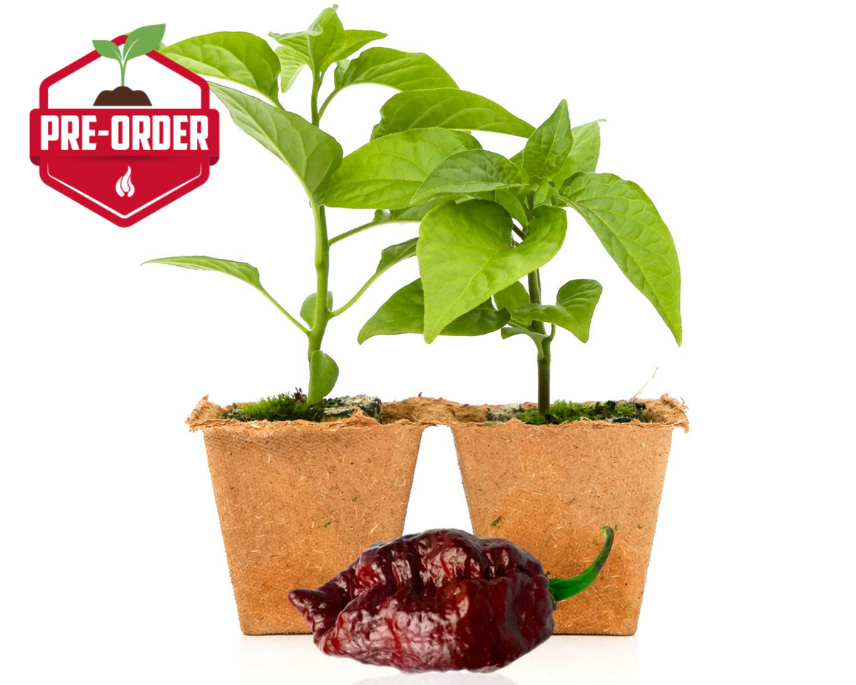 Chocolate Ghost Pepper Plants — Seeds 'n Such
