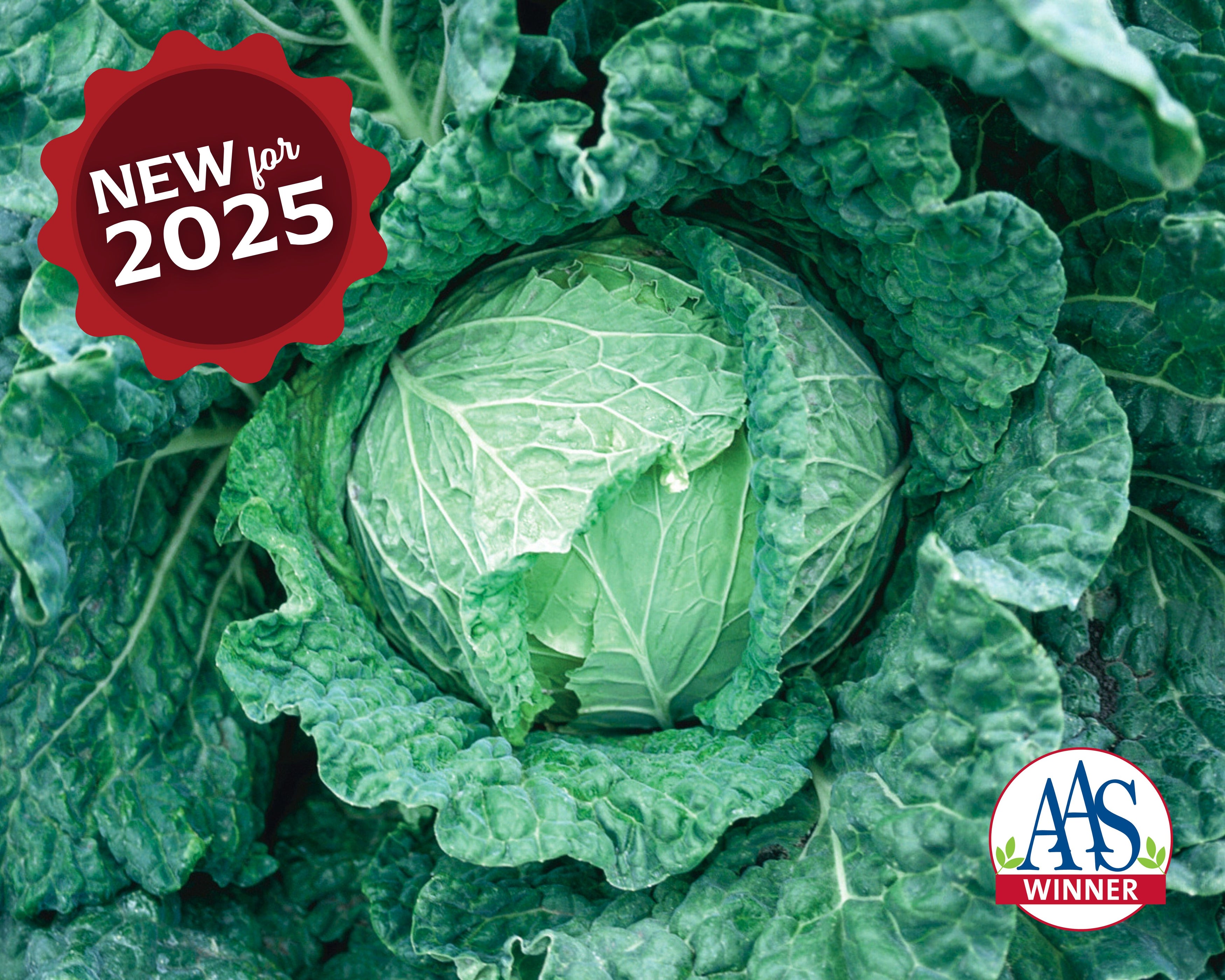 Bulk: Savoy King Hybrid Cabbage Seeds — Seeds 'n Such