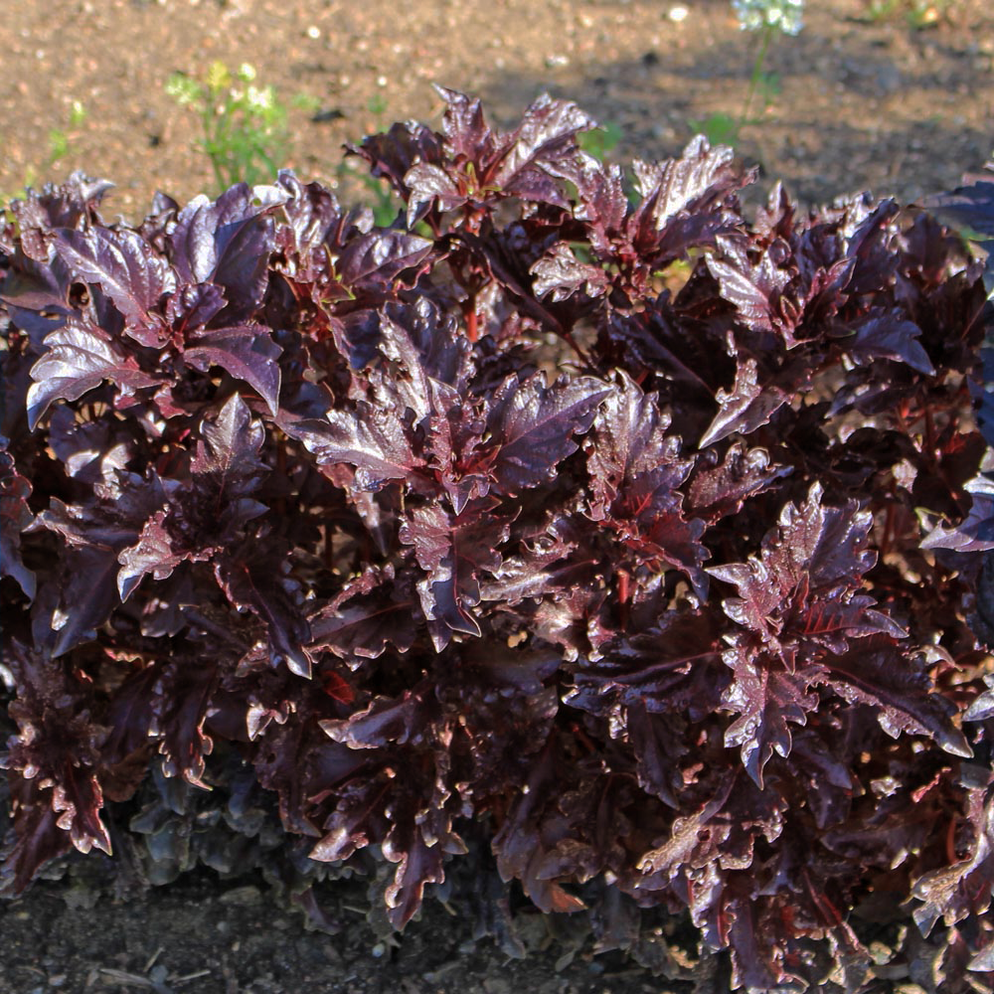 Bulk: Purple Ruffles Basil Seeds — Seeds 'n Such