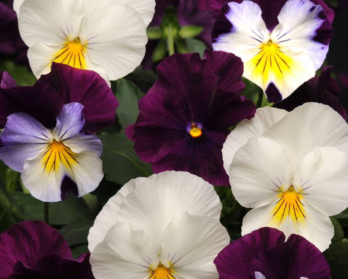 Pansy Cool Wave Berries ‘n Cream Mix Seeds — Seeds 'n Such