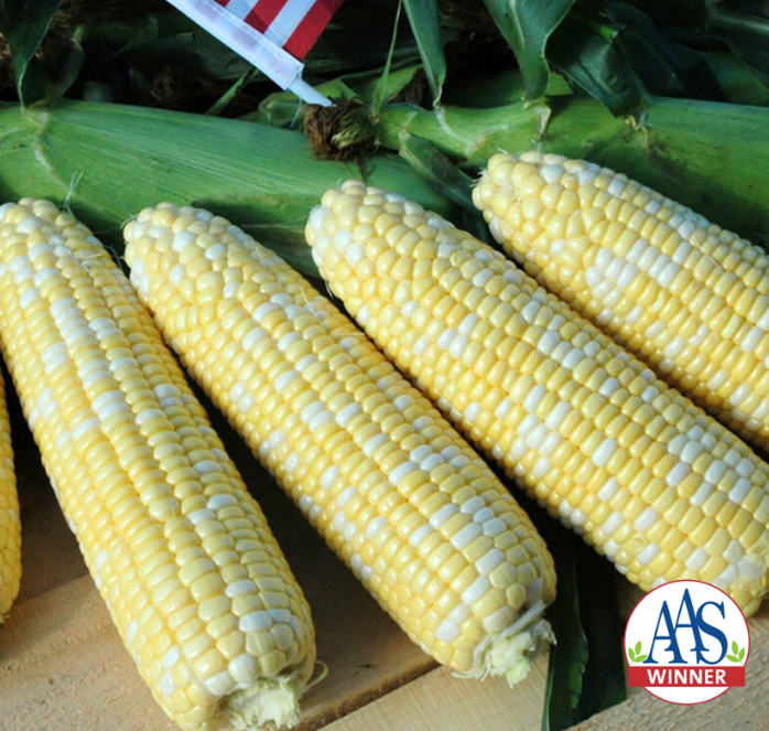 American Dream Hybrid Sweet Corn (bicolor sh2) Seeds — Seeds 'n Such