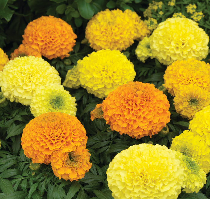 Buy Marigold Seeds - Bright, Hardy Blooms for Every Garden — Seeds 'n Such
