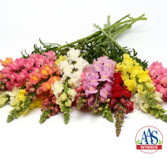 Rocket Tall Hybrid Mix Snapdragon Seeds — Seeds 'n Such