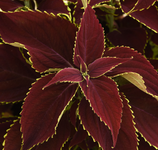 Premium Sun Ruby Hearts Coleus Seeds — Seeds 'n Such