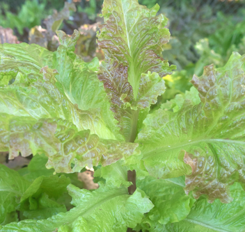 Prizehead Lettuce Seeds — Seeds 'n Such