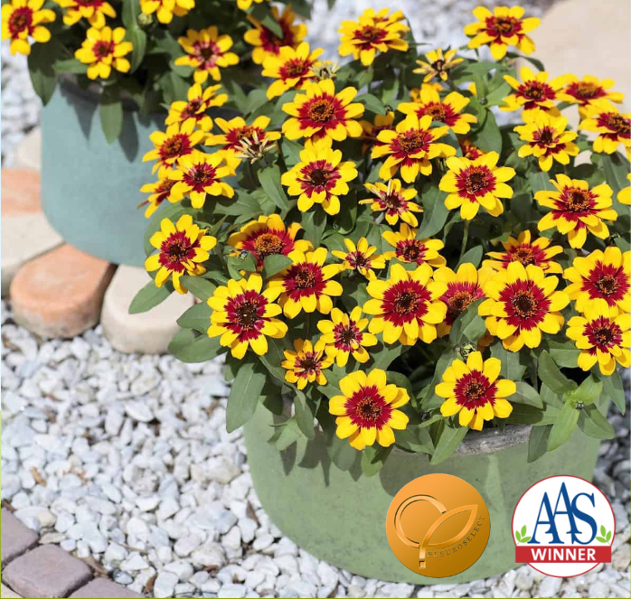 Profusion Red Yellow Bicolor Hybrid Zinnia Seeds — Seeds 'n Such