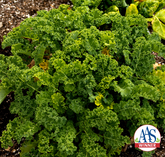 Prizm Hybrid Kale Seeds — Seeds 'n Such