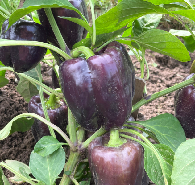 Dragonfly Hybrid Pepper Seeds — Seeds 'n Such