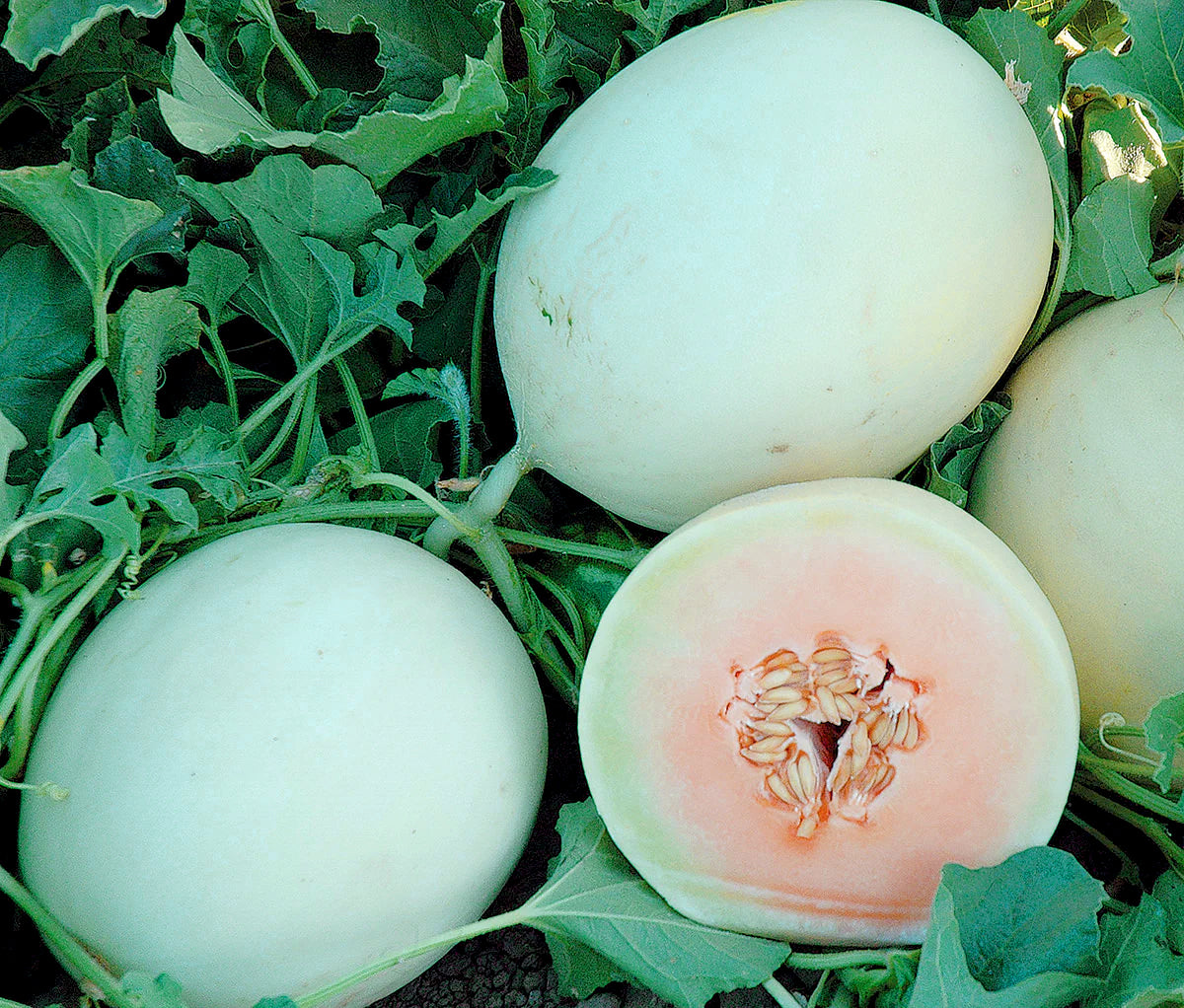 Double Dew Improved Hybrid Melon Seeds — Seeds 'n Such