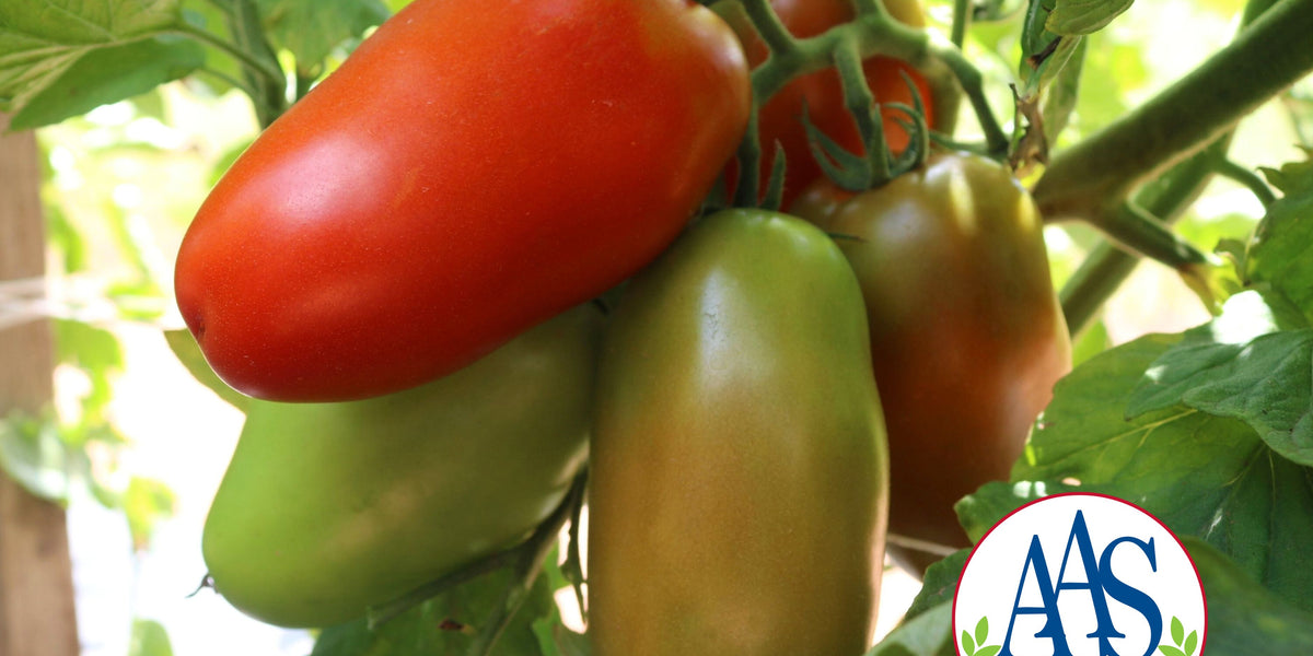 Zenzei Hybrid Roma Tomato Seeds — Seeds 'n Such
