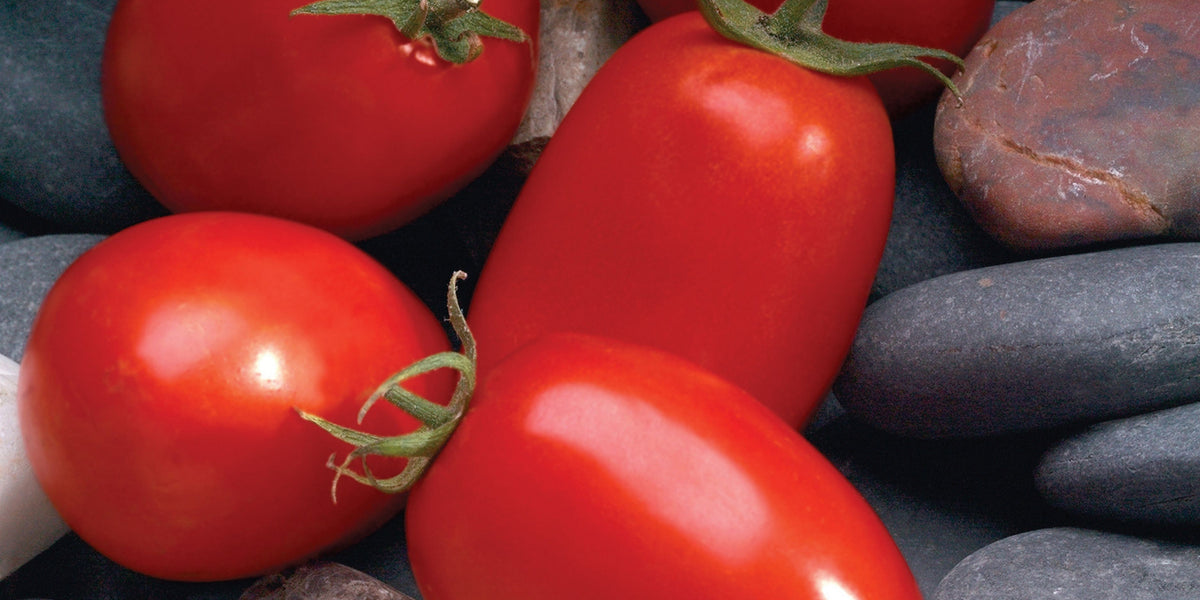 Mariana Hybrid Roma Paste Tomato Seeds — Seeds 'n Such