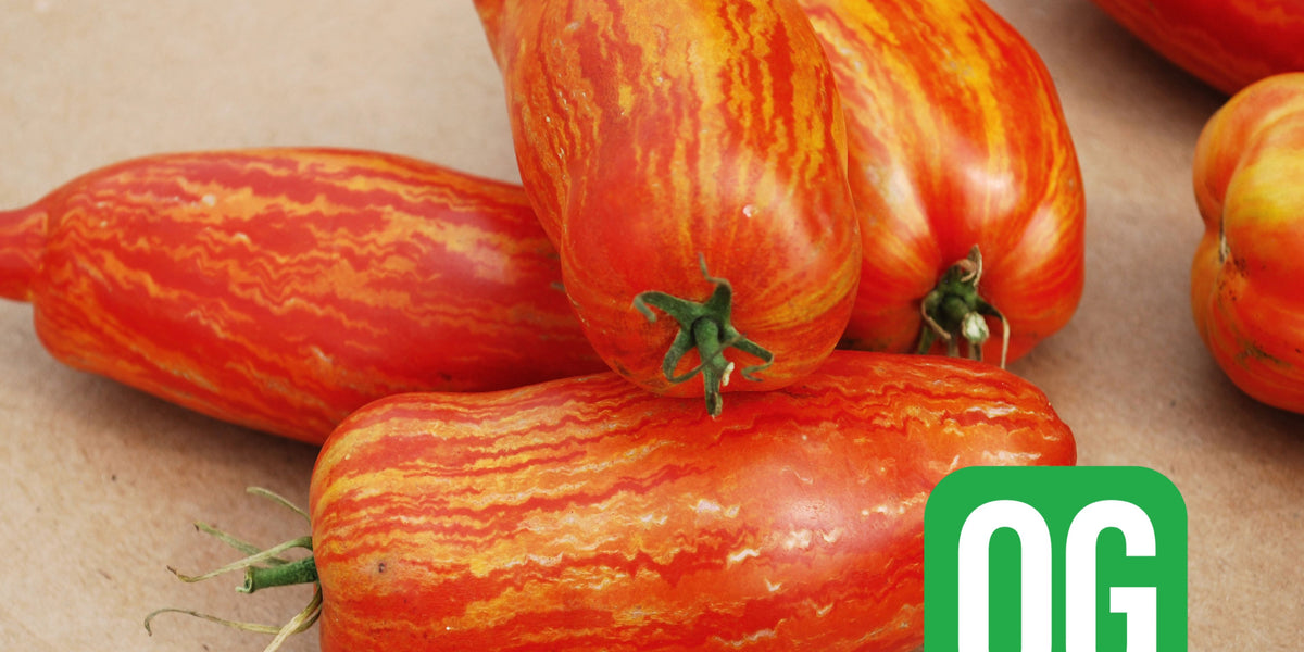 Speckled Roman Organic Tomato Seeds — Seeds 'n Such