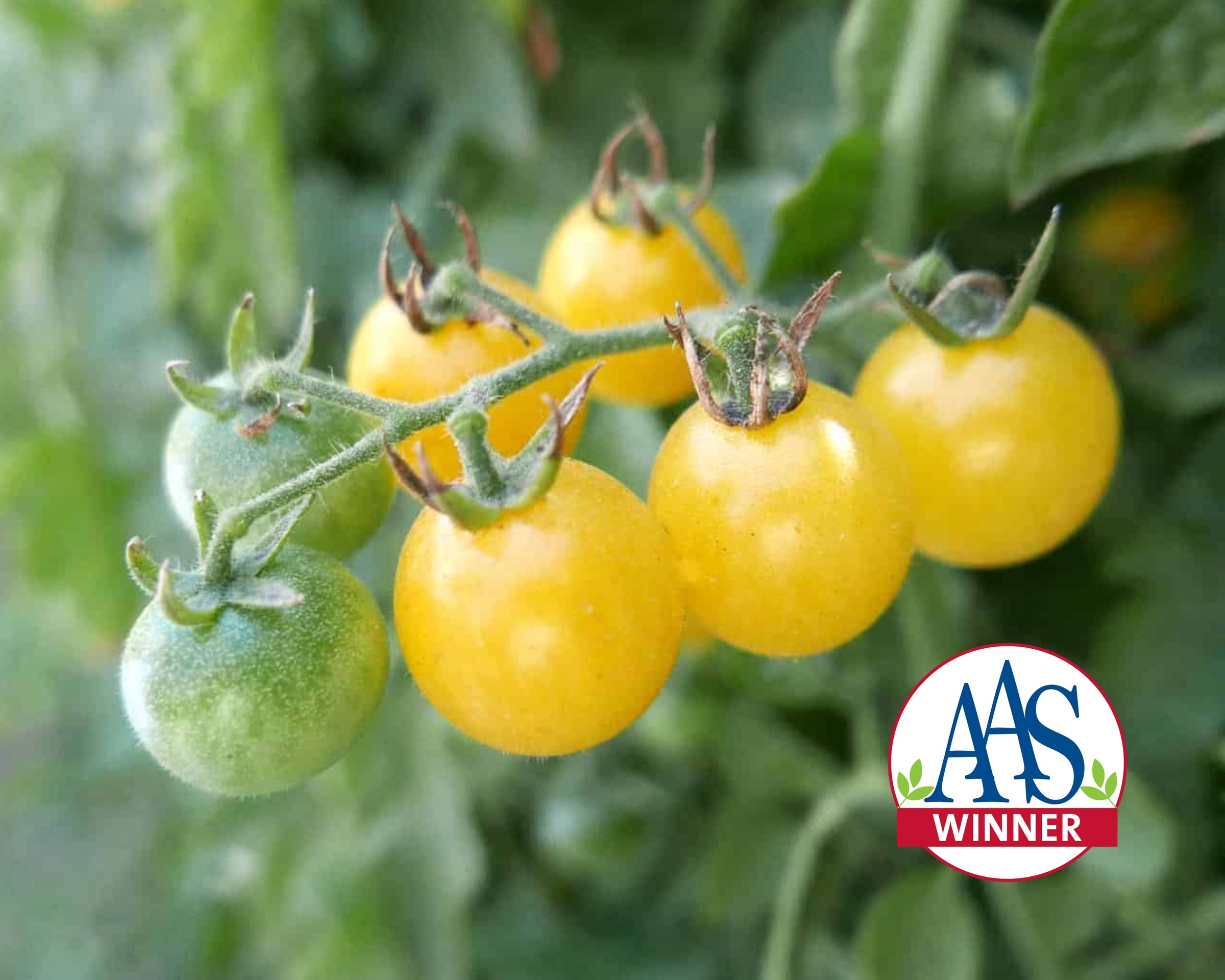 Firefly Hybrid Tomato Seeds — Seeds 'n Such