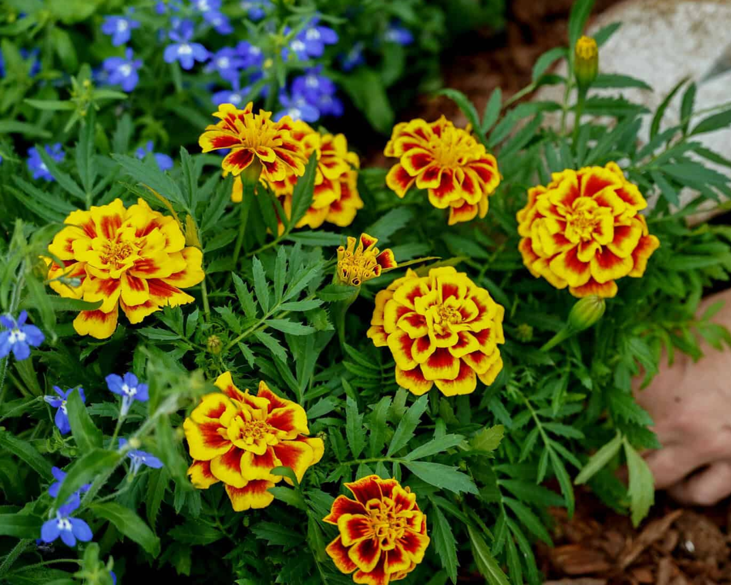 Mango Tango Marigold Seeds — Seeds 'n Such