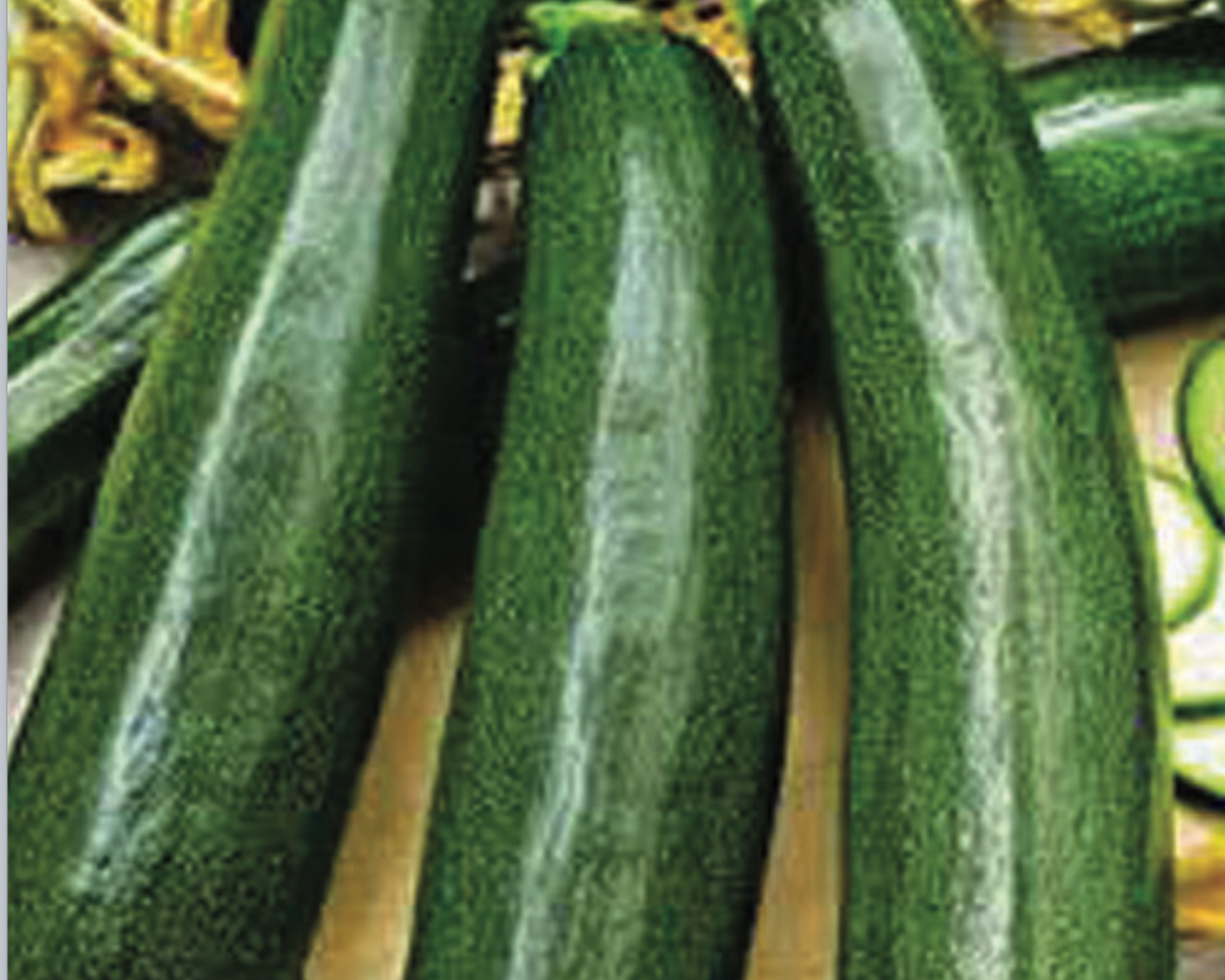 Ambassador Hybrid Zucchini Squash Seeds — Seeds 'n Such