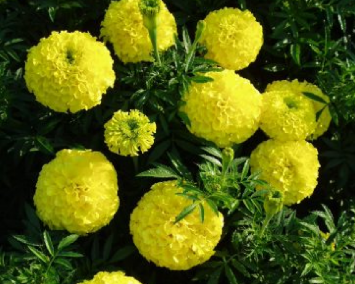 Bulk: First Lady Hybrid Marigold Seeds — Seeds 'n Such