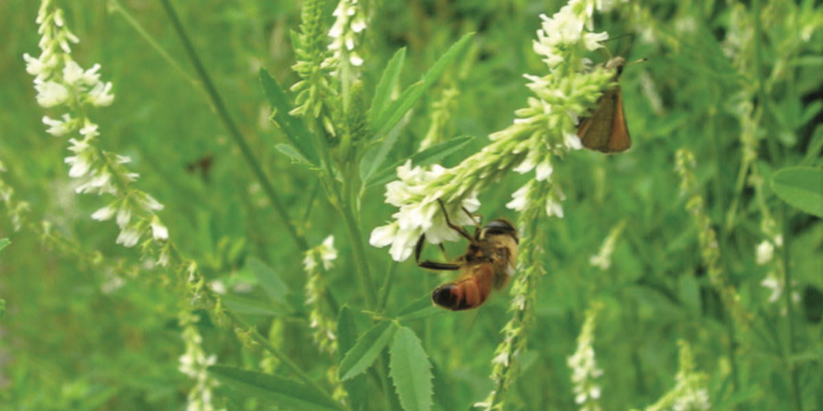 Bulk: Hubam Sweet Clover Seeds — Seeds 'n Such
