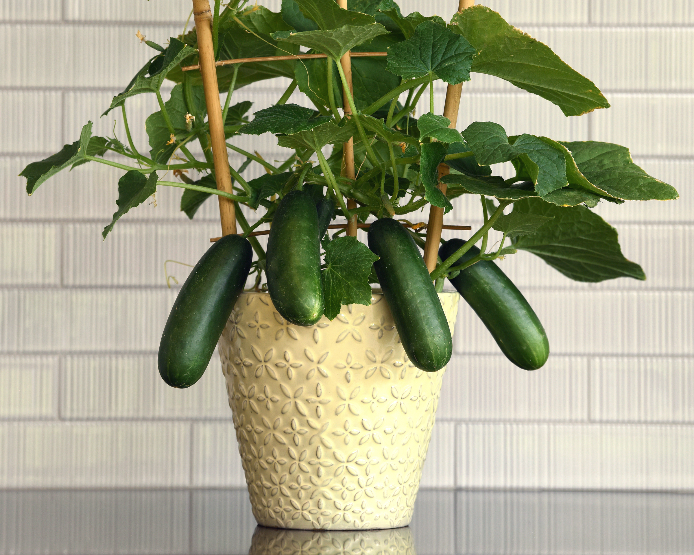 Quick Snack Hybrid Mini Cucumber Seeds — Seeds 'n Such