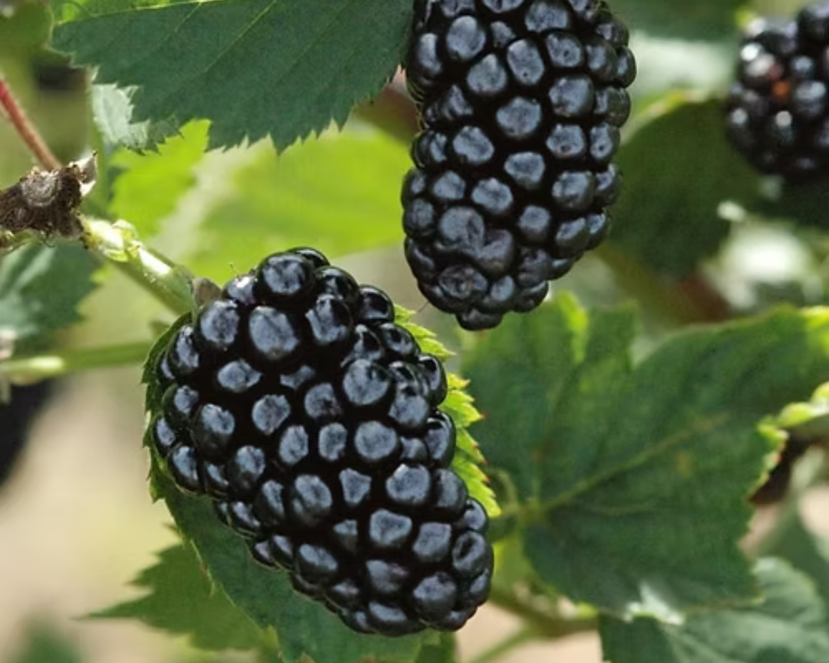 Natchez Thornless Blackberry Plants — Seeds 'n Such