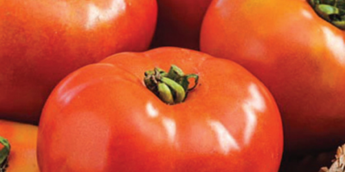 Defiant Hybrid Slicing VFFEbLb Tomato Seeds — Seeds 'n Such