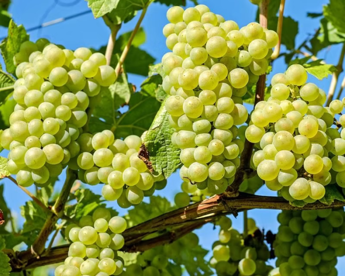 Niagara Grape Plants — Seeds 'n Such