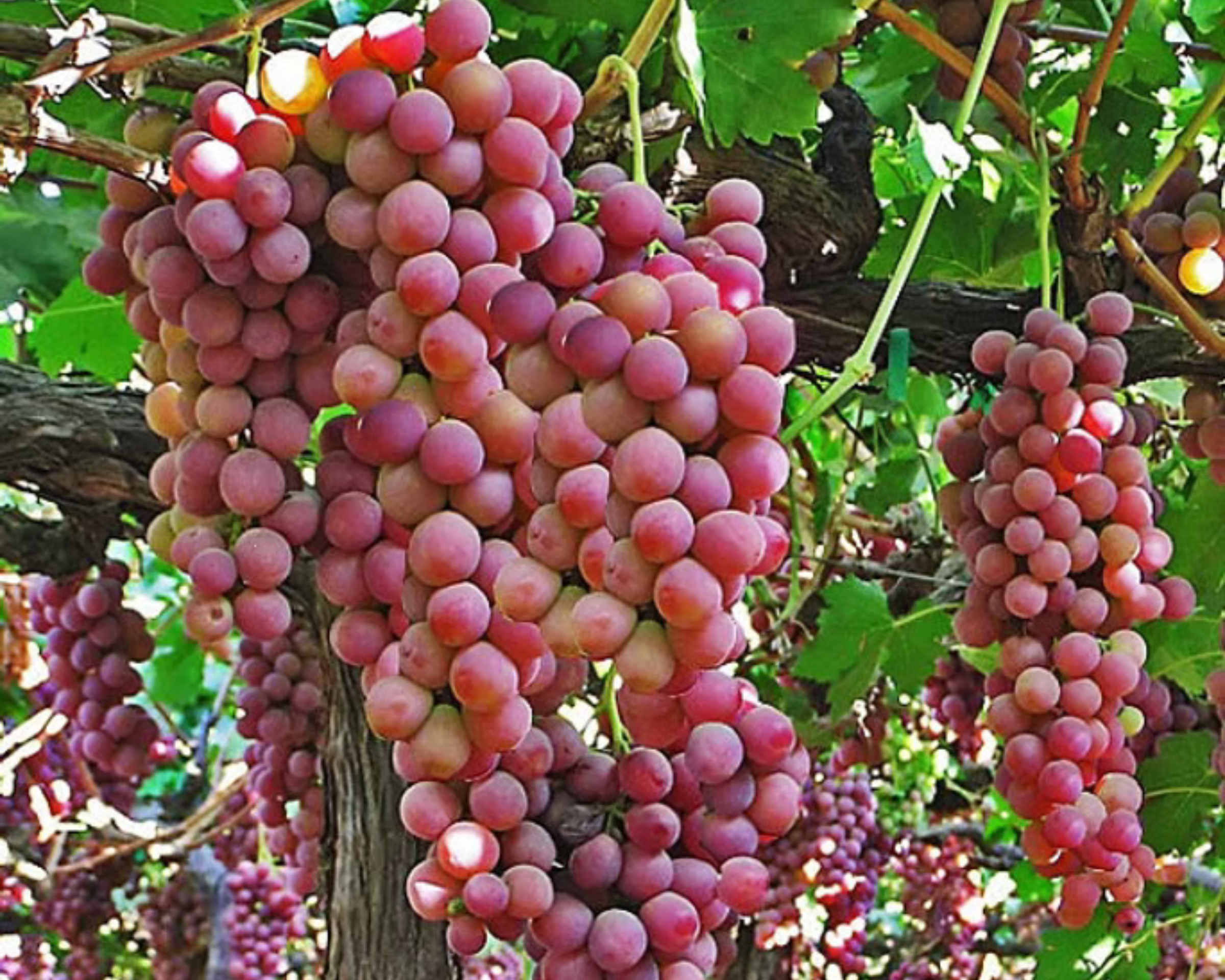 Flame Seedless Grape Plants — Seeds 'n Such