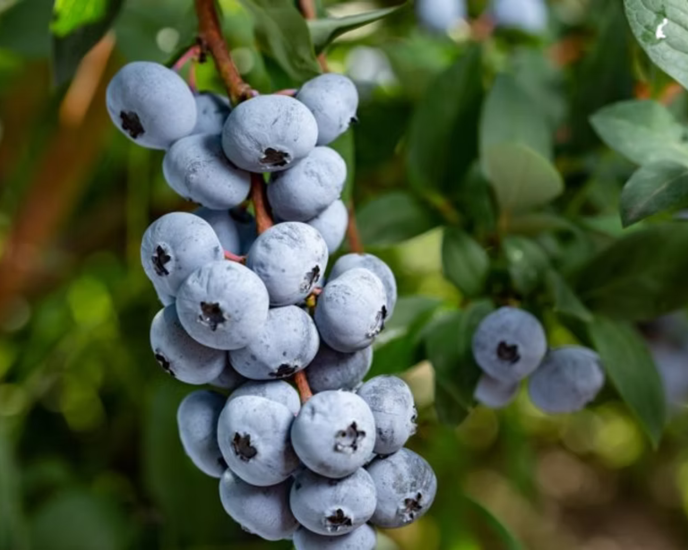 Chandler Blueberry Northern Highbush Plants — Seeds 'n Such
