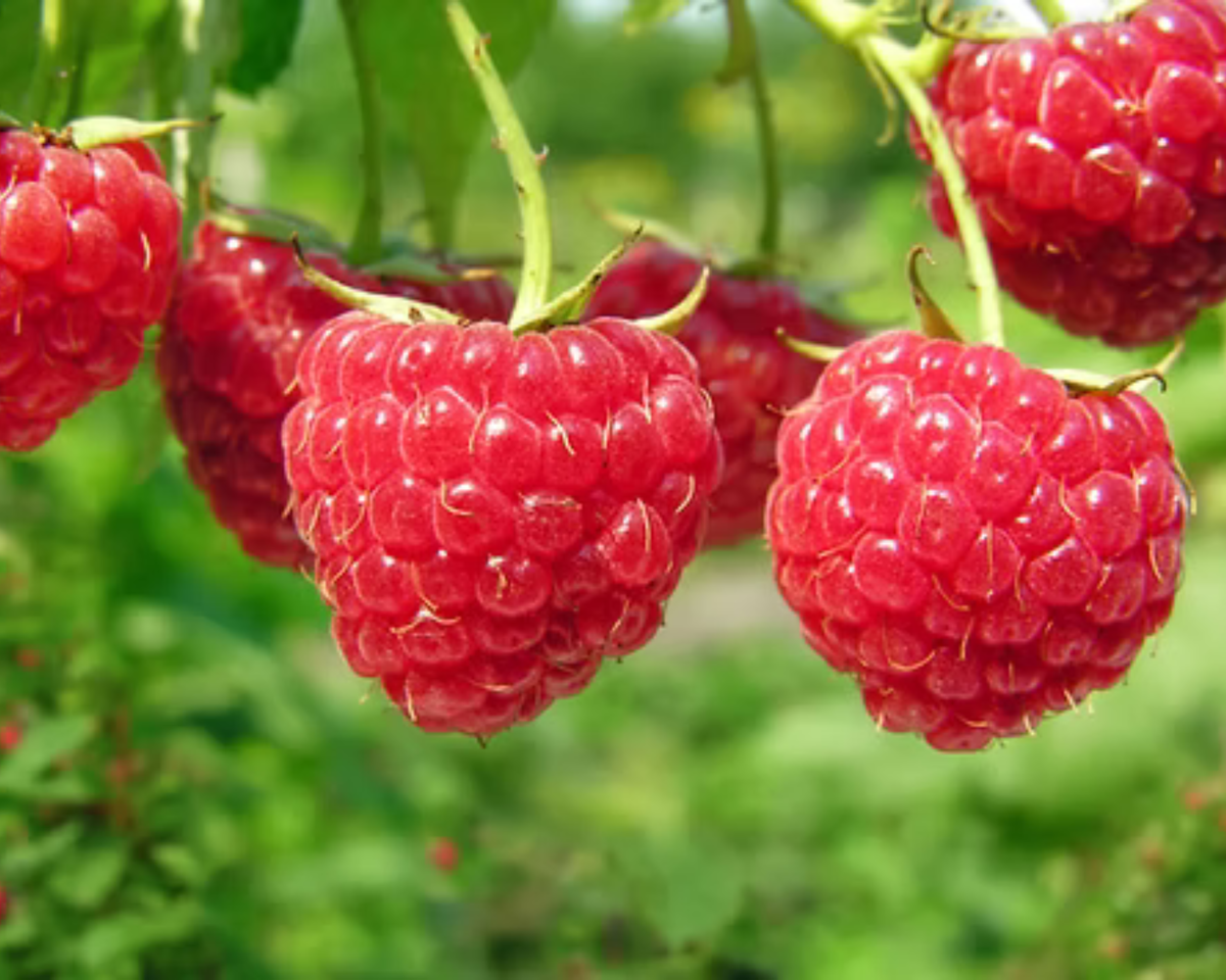 Caroline Everbearing Raspberry Plants — Seeds 'n Such