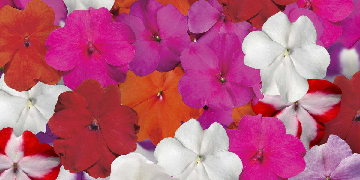 Accent Premium Formula Mix Impatiens Seeds — Seeds 'n Such