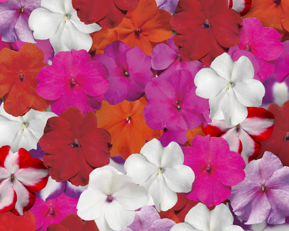 Accent Premium Formula Mix Impatiens Seeds — Seeds 'n Such