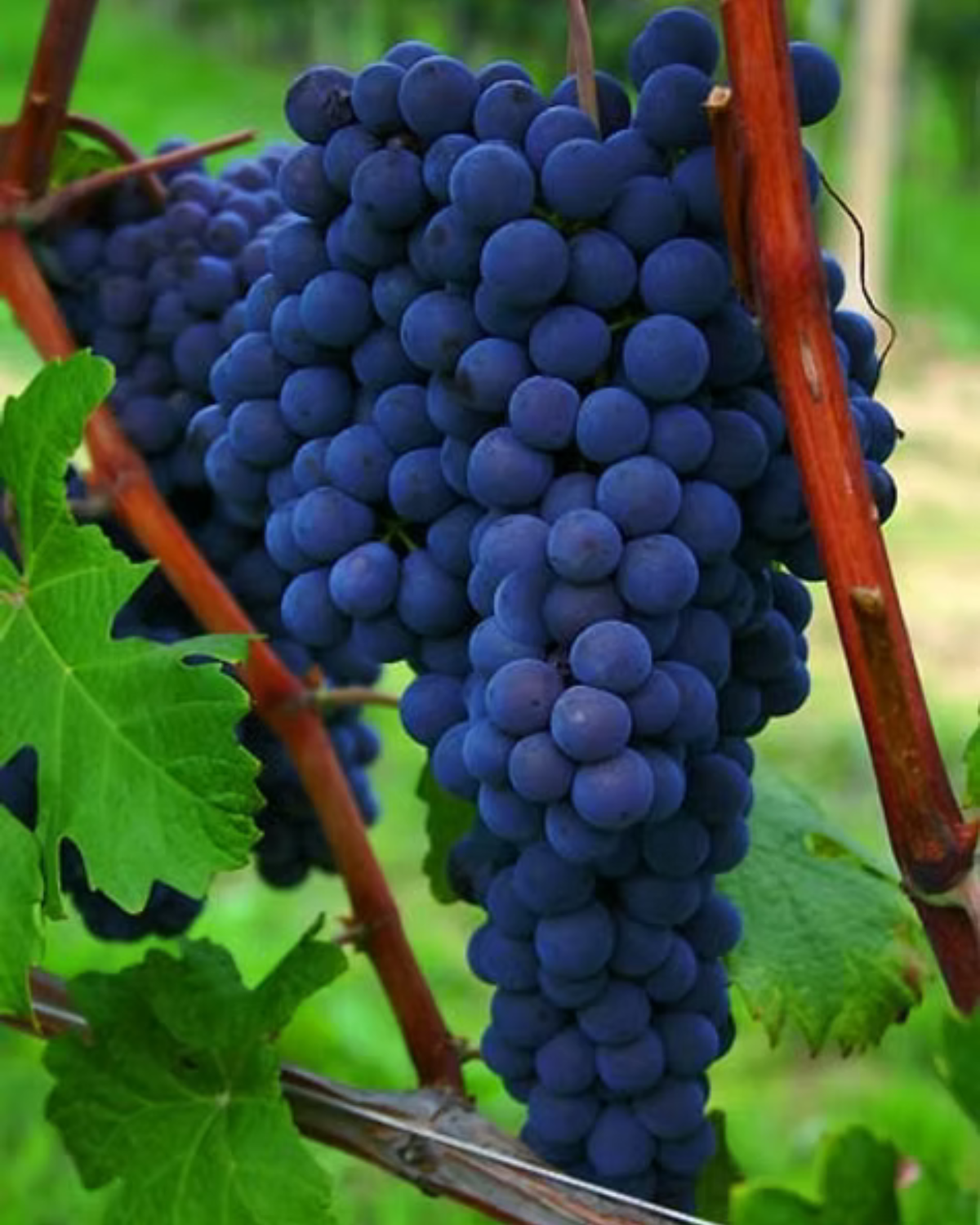 Mars Seedless Grape Plants — Seeds 'n Such