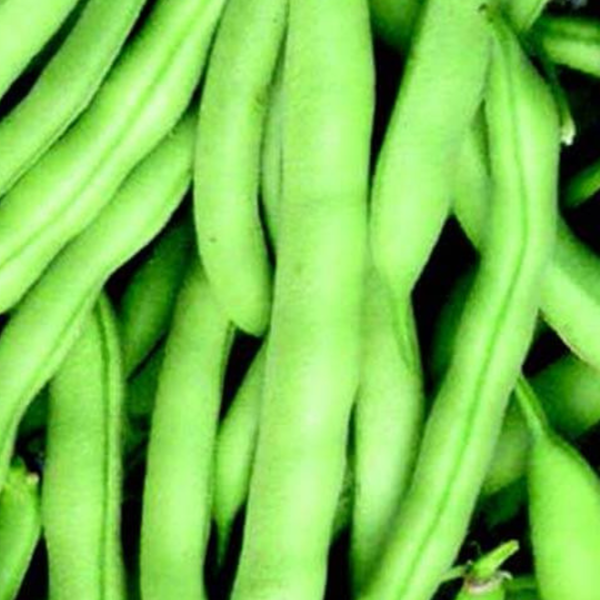 Tenderette Bush Bean Seeds — Seeds 'n Such