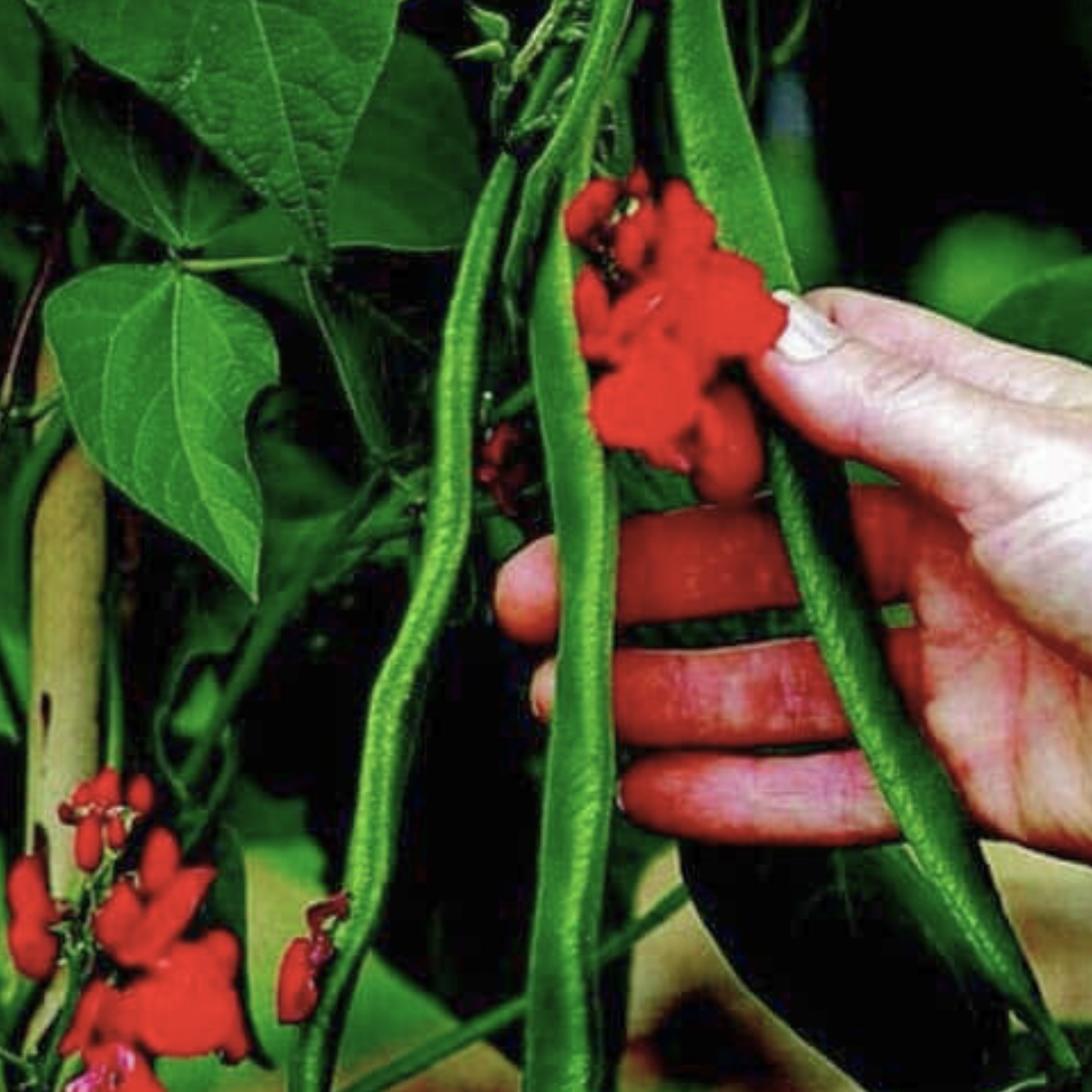 Scarlet Runner Bean Seeds — Seeds 'n Such