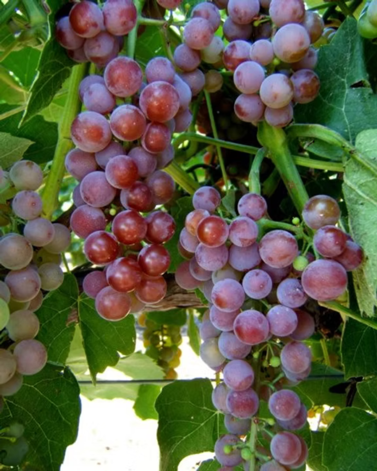 Reliance Seedless Grape Plants — Seeds 'n Such