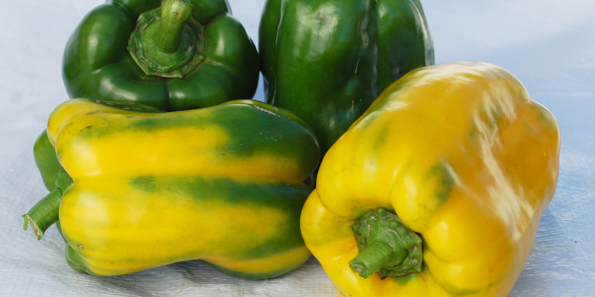 Bulk: Yellow Monster Pepper Seeds — Seeds 'n Such