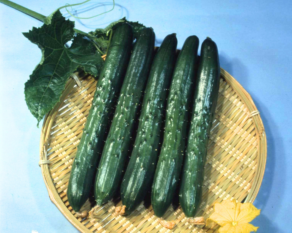 Buy Cucumber Seeds - Crisp, Refreshing Garden Favorites — Seeds 'n Such