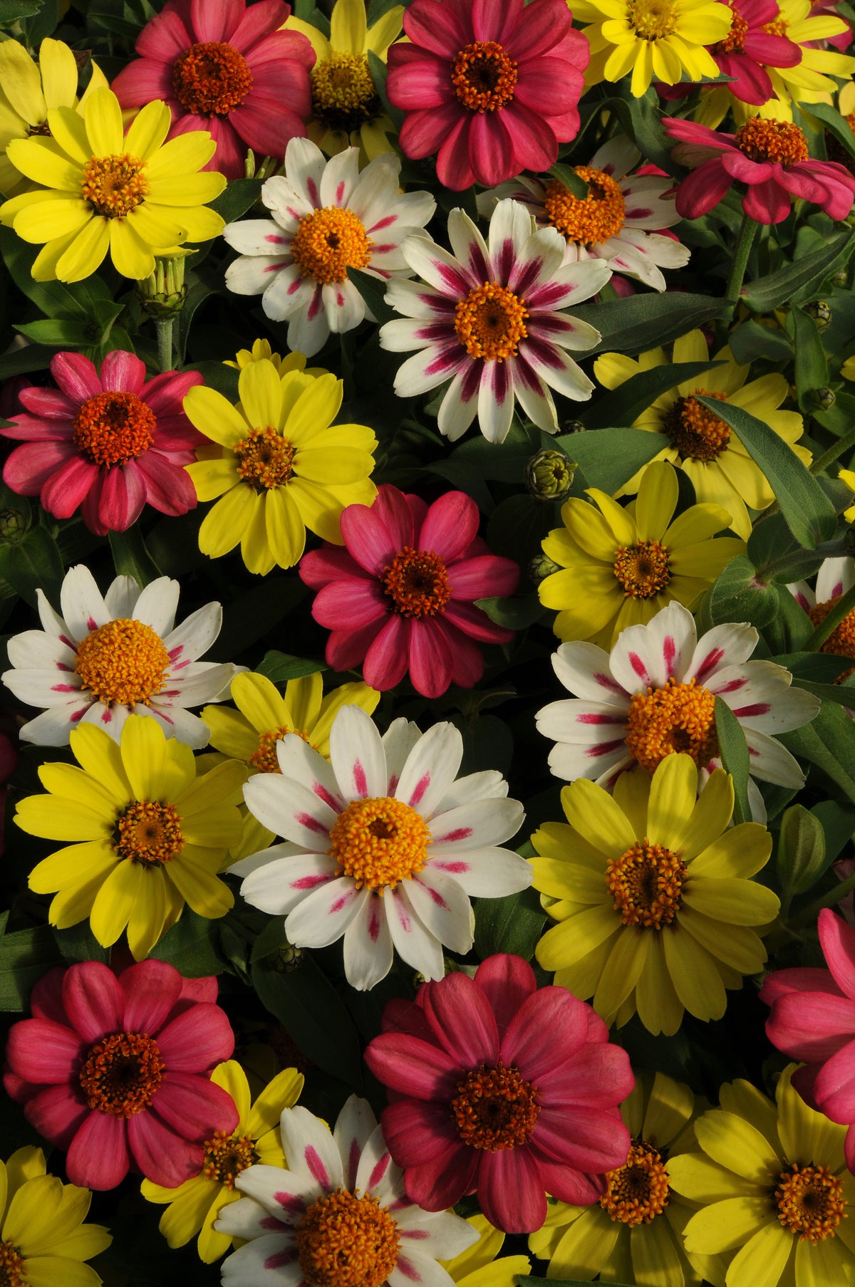 Zahara Raspberry Lemonade Mixed Hybrid Zinnia Seeds — Seeds 'n Such
