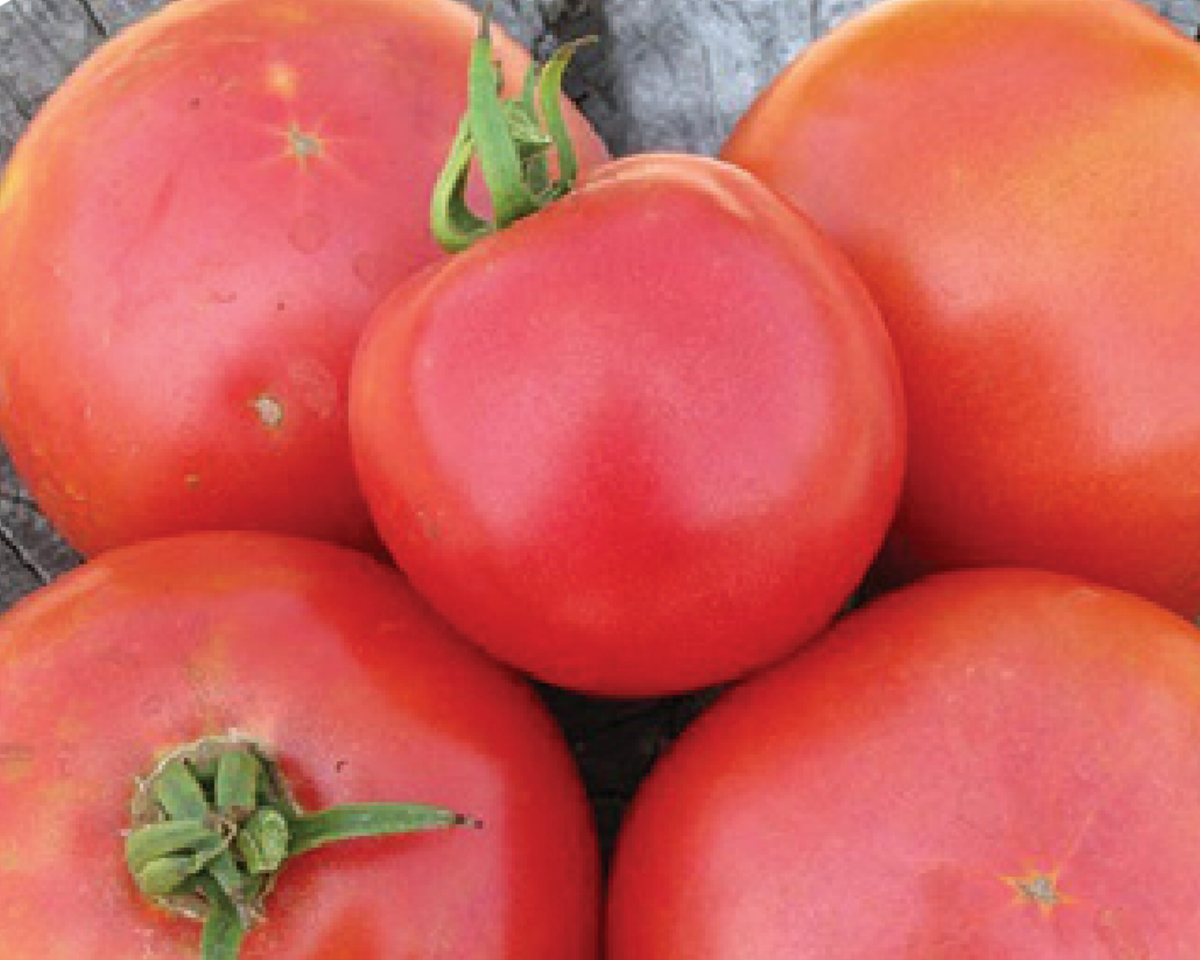 Arkansas Traveler Heirloom Tomato Seeds — Seeds 'n Such