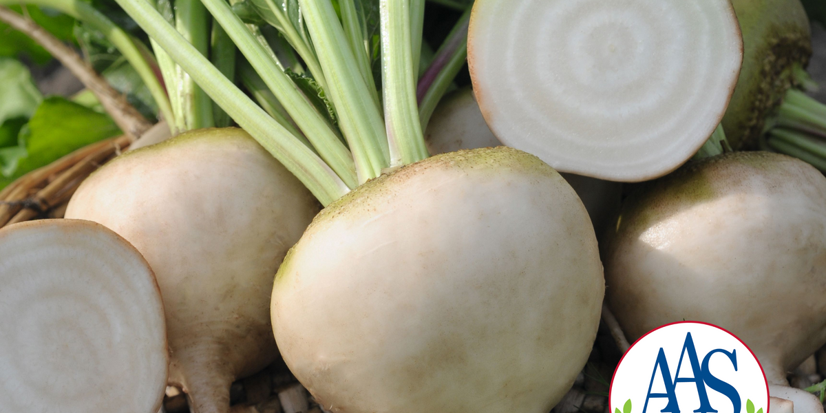 Avalanche Beet Seeds — Seeds 'n Such