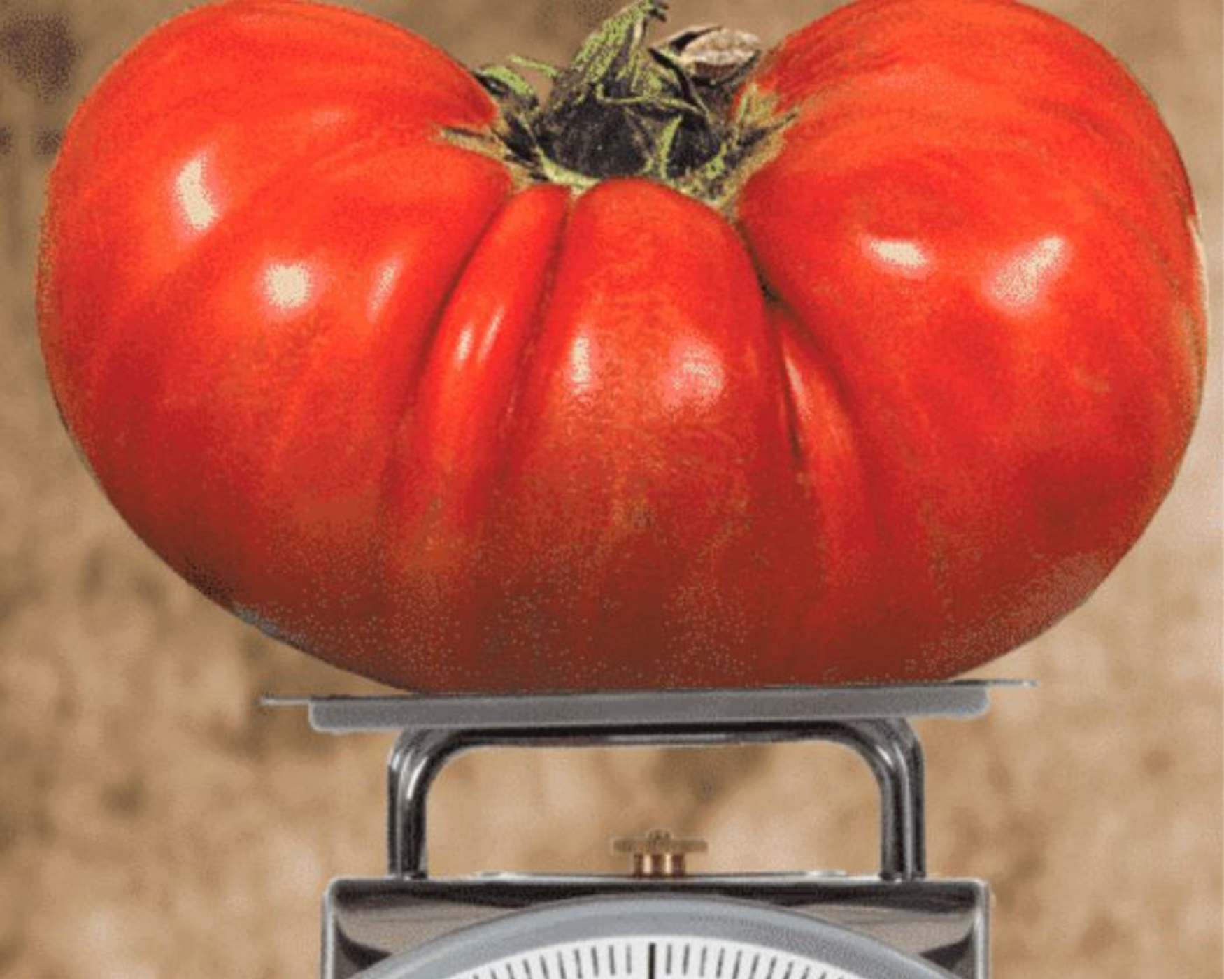 Big Zac™ Hybrid Tomato Seeds — Seeds 'n Such