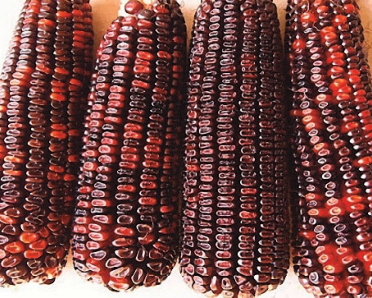Bloody Butcher Corn Seeds — Seeds 'n Such