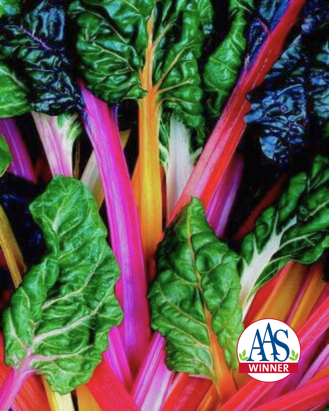 Bright Lights Swiss Chard Seeds — Seeds 'n Such