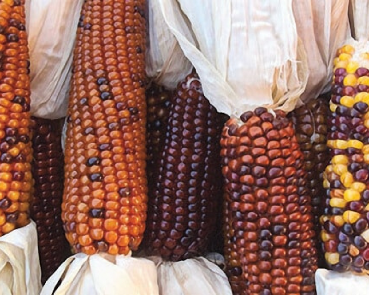 Calico Indian Corn Seeds — Seeds 'n Such