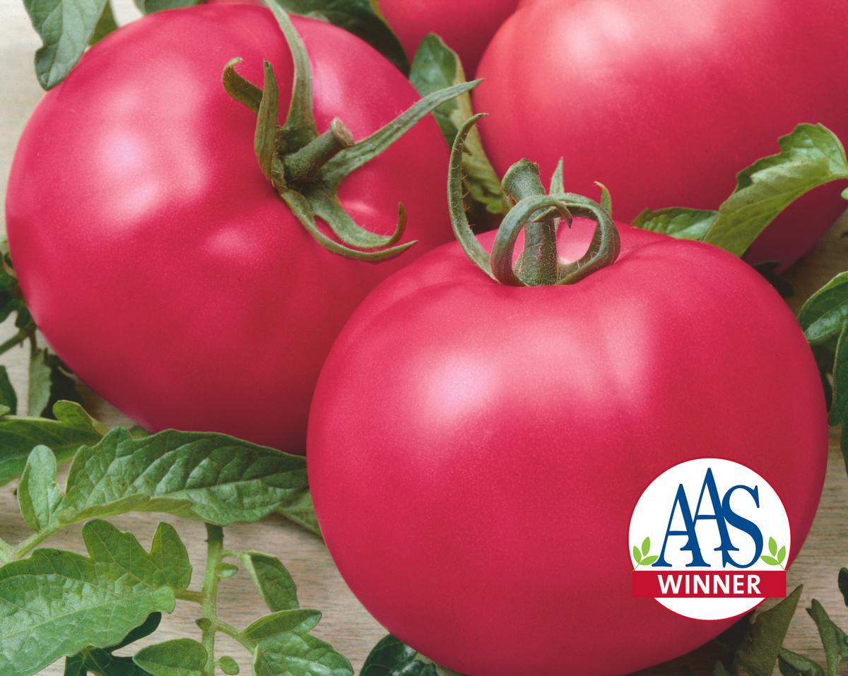 Chef's Choice Pink Hybrid Tomato Seeds — Seeds 'n Such