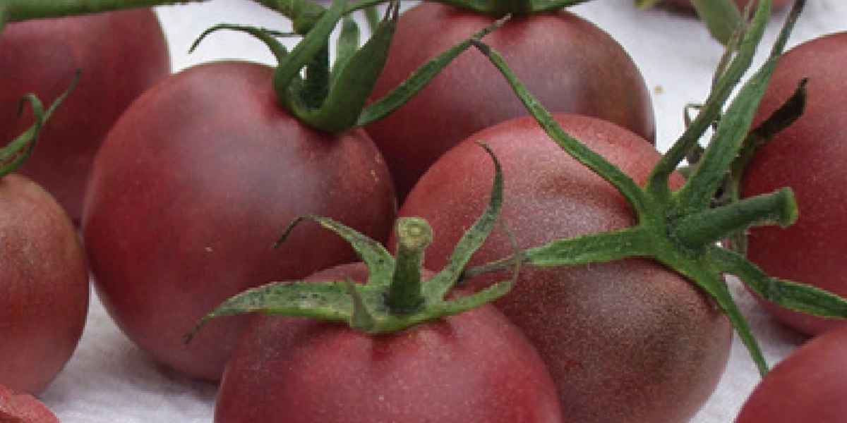 Chocolate Cherry Tomato Seeds — Seeds 'n Such
